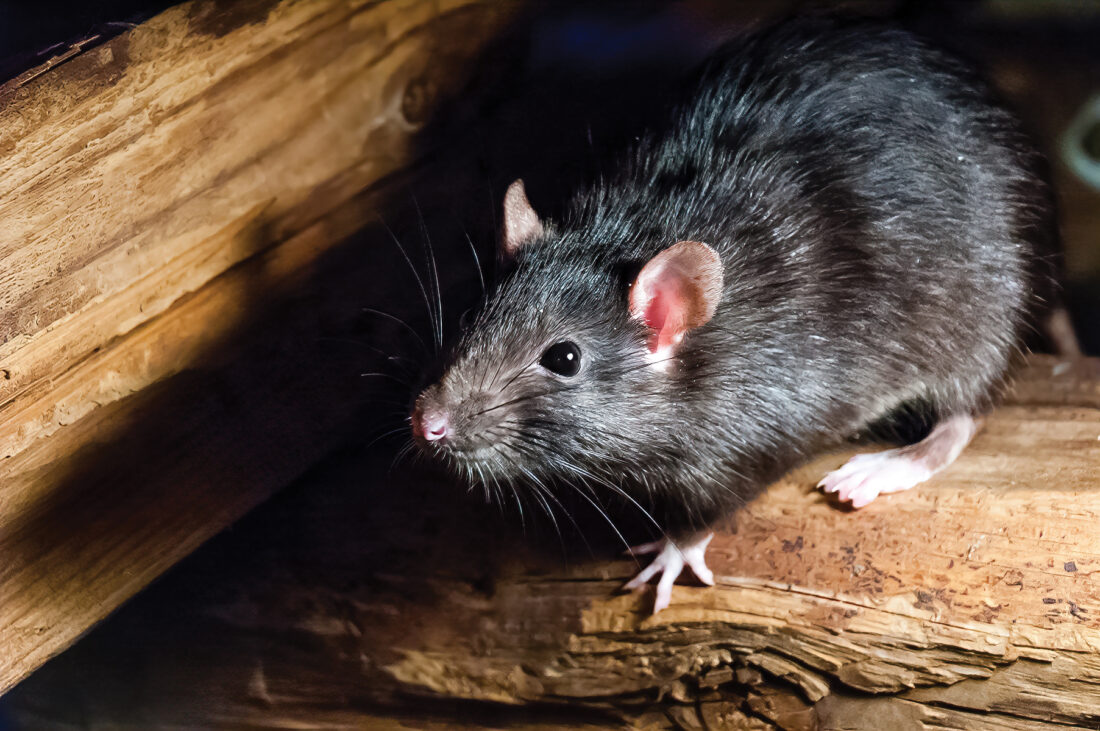 How to Get Rid of Rats Outside - Grit